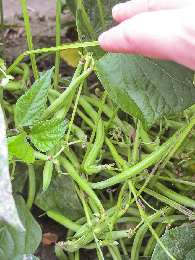 Du champ à la fourchette - le chemin du haricot vert | Un "Flo" de ...